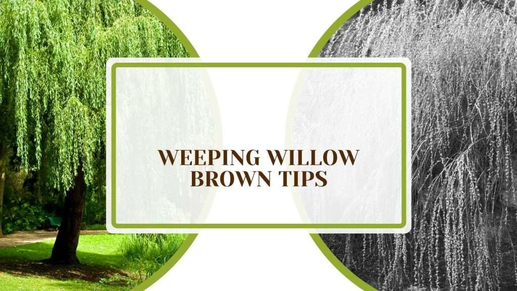 Weeping Willow Tips Are Turning Brown: 7 Ways To Fix It - Plant America