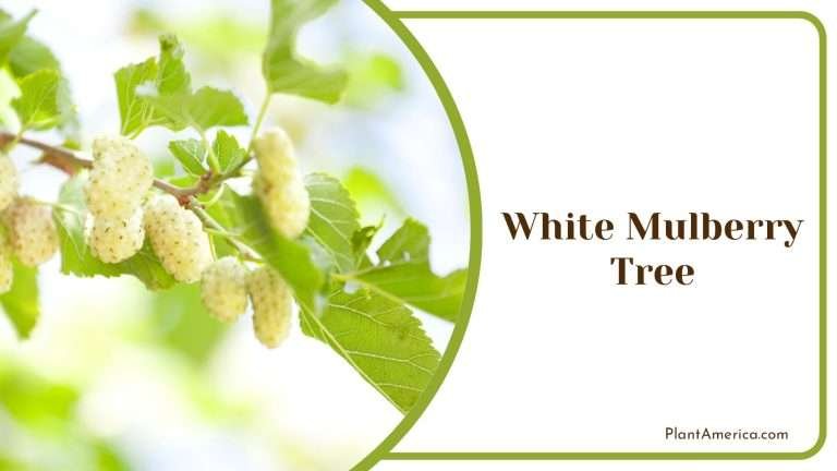 10 Berry Trees With the Most Delicious Fruits To Harvest - Plant America