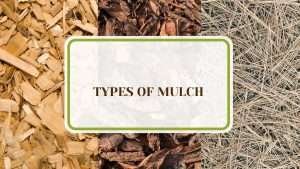 19 Types of Mulch for Different Yards and Gardening Needs - Plant America