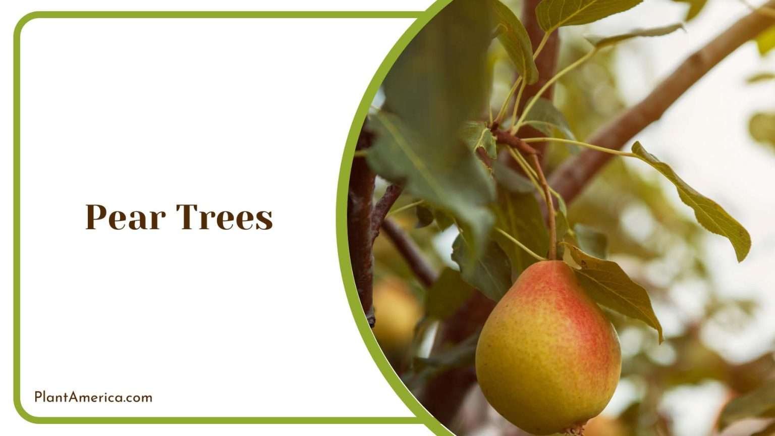22 Types of Fruit Trees You Should Consider for Your Orchard - Plant ...