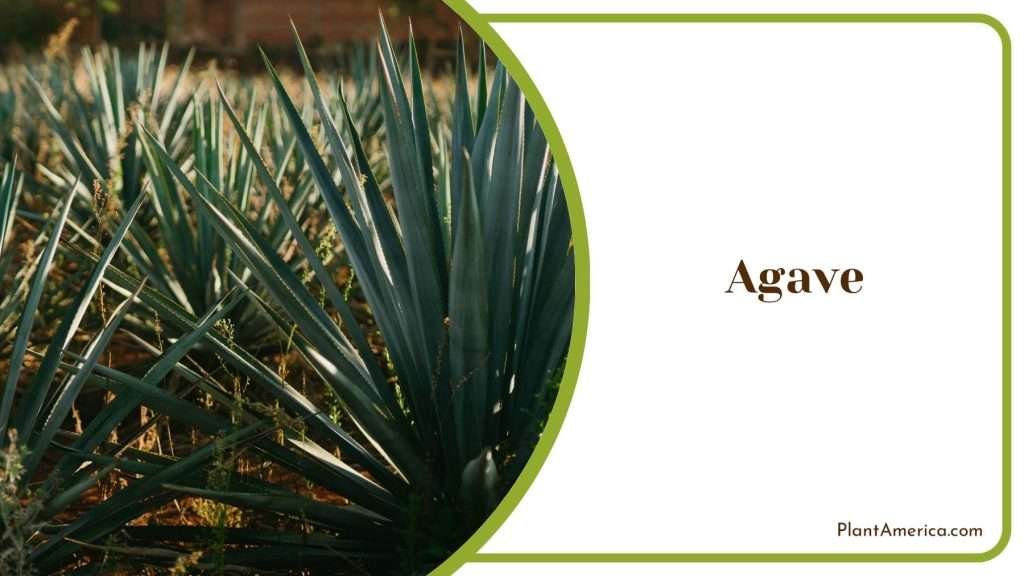 15 Full Sun Plants Texas that Love Gardens With Direct Sunlight - Plant ...