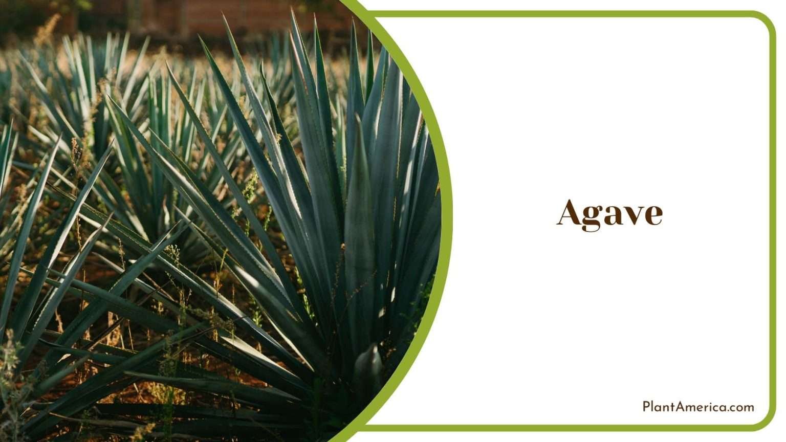 15 Full Sun Plants Texas that Love Gardens With Direct Sunlight - Plant ...