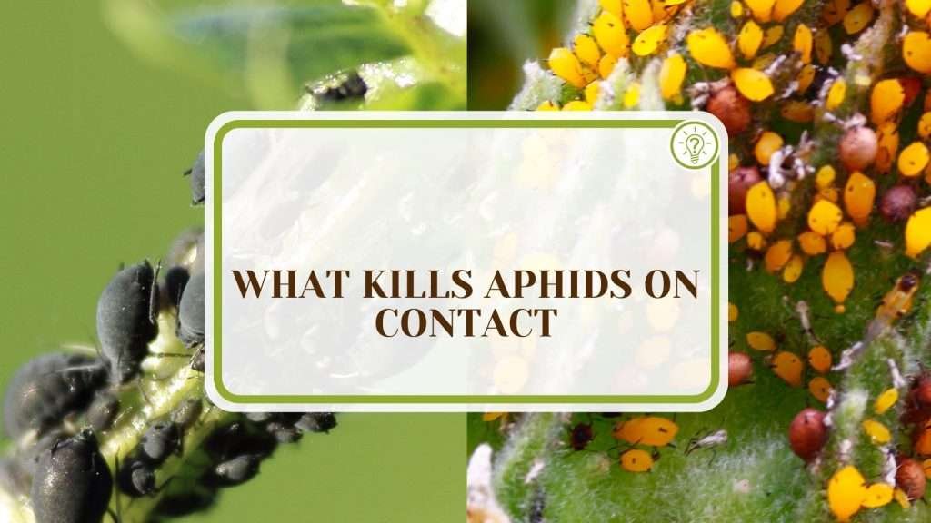 What Kills Aphids on Contact: Ways to Use It Effectively - Plant America