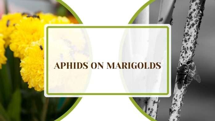 Aphids on Marigolds: What You Can Do When Pests Attack - Plant America