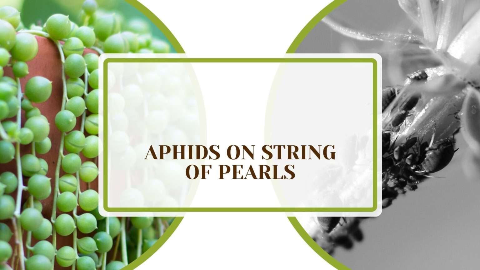 Aphids on String of Pearls: Reasons of Causes and How To Fix - Plant ...