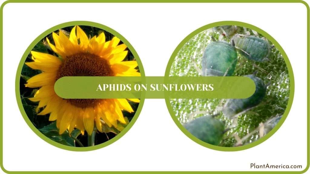 Aphids on Sunflowers: The Cause of the Issue and Fixes - Plant America