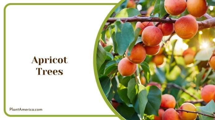 22 Types of Fruit Trees You Should Consider for Your Orchard - Plant ...