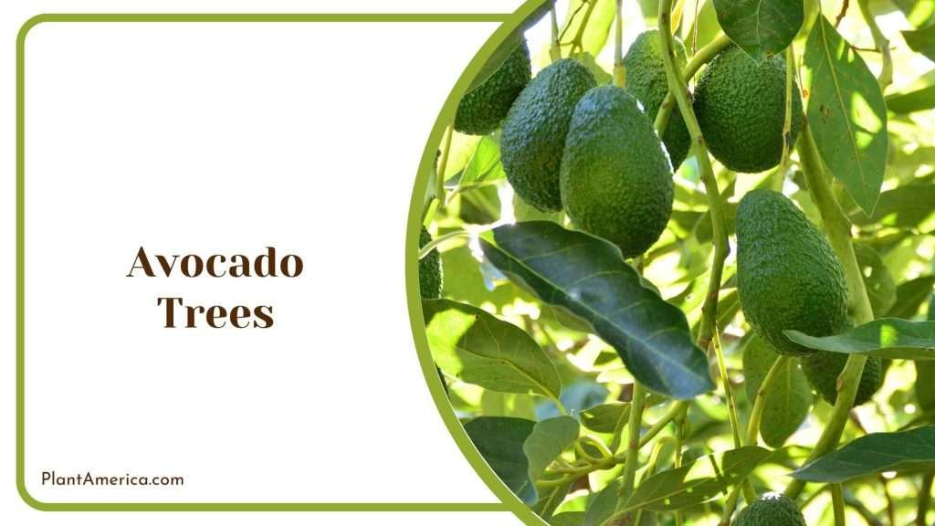 22 Types of Fruit Trees You Should Consider for Your Orchard - Plant ...