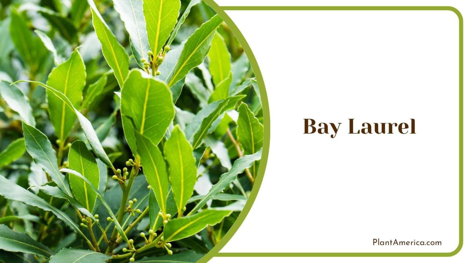 17 Best Florida Hedge Plants for Privacy and Beauty - Plant America