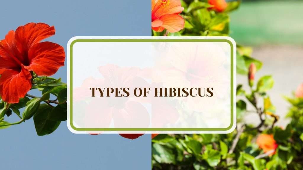 27 Types of Hibiscus That Add Vibrance to Your Garden - Plant America