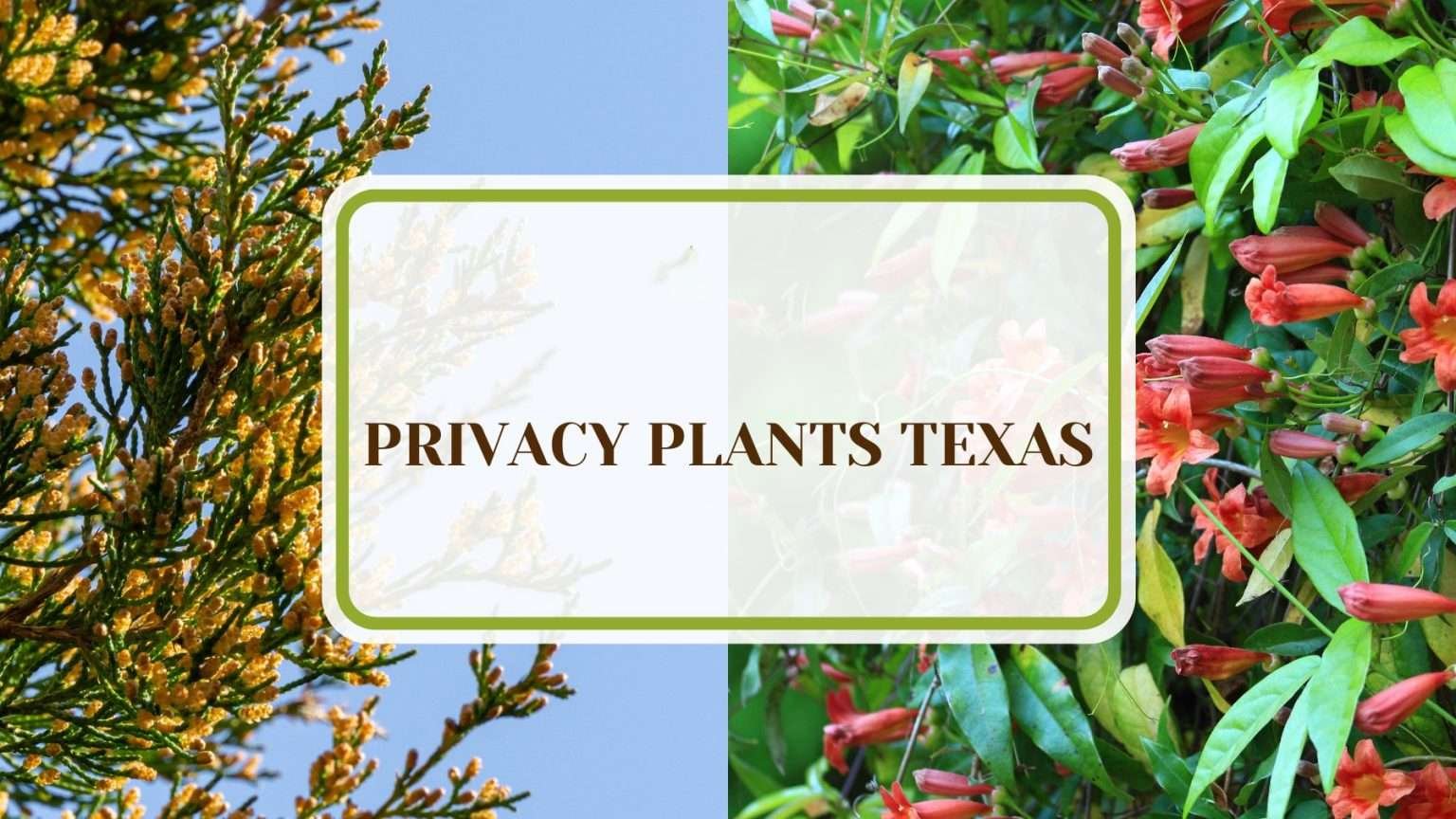 10 Privacy Plants Texans Should Be Growing in Their Gardens - Plant America