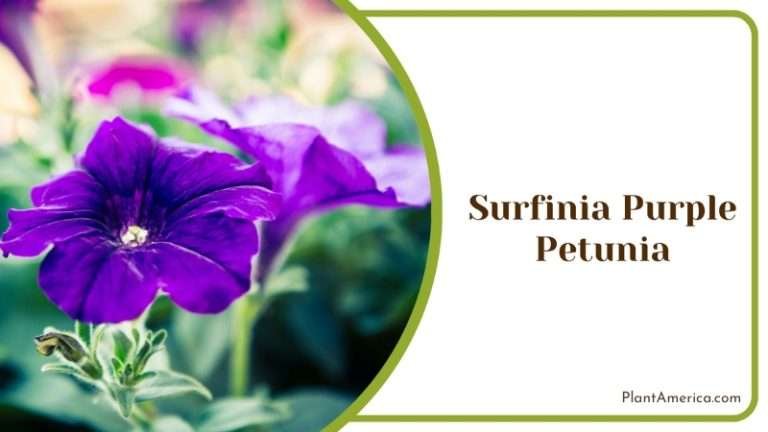 23 Petunia Colors Perfect for Your Stunning Summer Garden - Plant America
