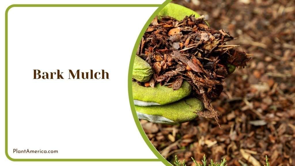 19 Types of Mulch for Different Yards and Gardening Needs - Plant America