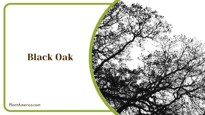 18 Acorn Trees To Consider for Your Yard and Garden - Plant America