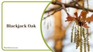 15 Oak Trees in Florida That Will Beautify Any Landscape - Plant America