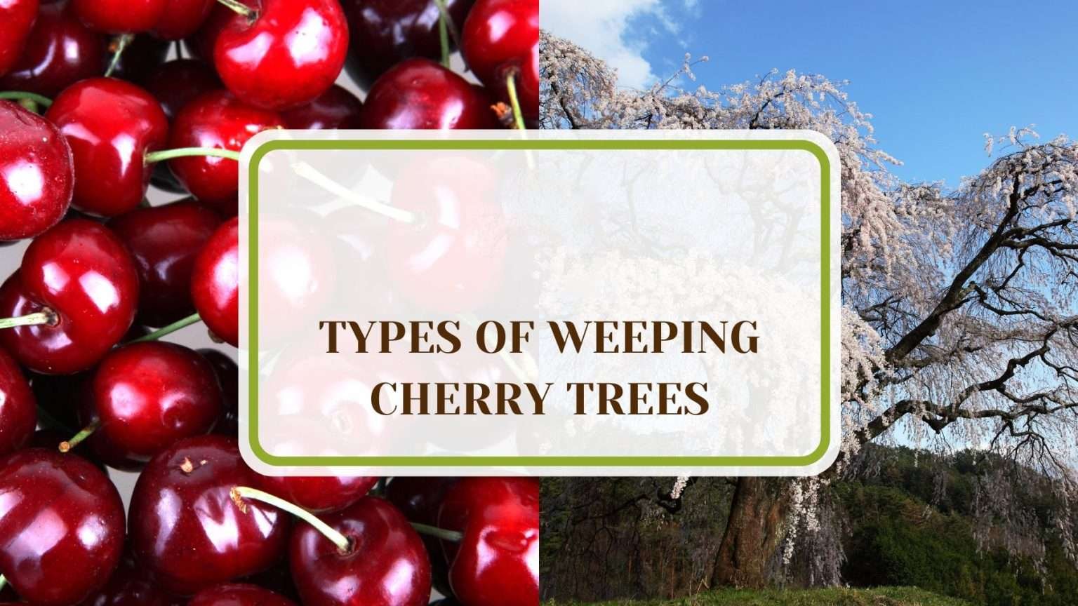 13 Best Types of Weeping Cherry Trees to Beautify Your Yard - Plant America