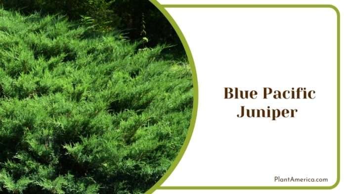 10 Types of Juniper Trees for Any Landscape - Plant America