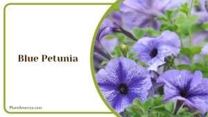 23 Petunia Colors Perfect for Your Stunning Summer Garden - Plant America