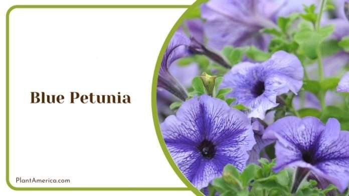 23 Petunia Colors Perfect for Your Stunning Summer Garden - Plant America