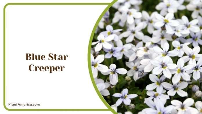19 Blue Ground Cover Flowers for a Low Maintenance Garden - Plant America