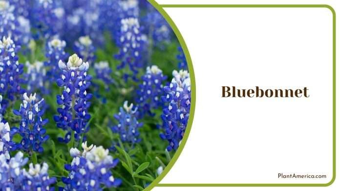 19 Texas Native Plants for a Beautiful, Eco-friendly Yard - Plant America