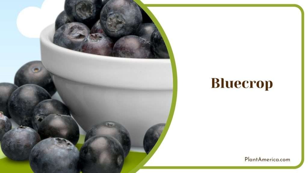 16 Types of Blueberries Varieties for Summer Jam Dishes - Plant America