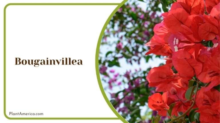 17 Beautiful Red Flowering Vines for Your Garden - Plant America