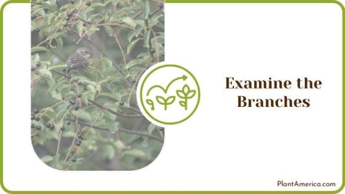 How To Identify Chokecherry Tree Easily: The Simple Methods - Plant America