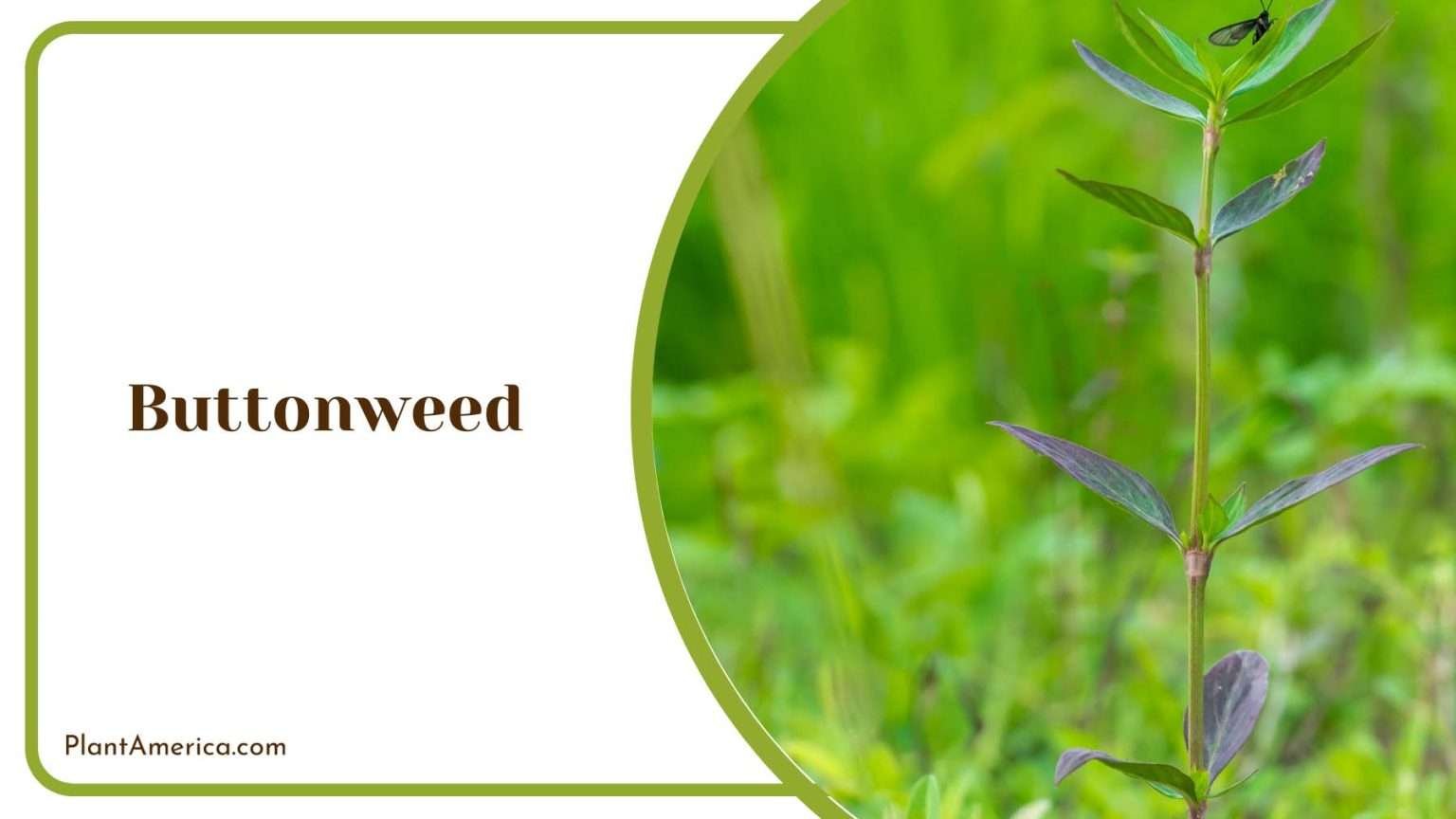 19 Florida Full Sun Plants that Will Thrive in Your Garden - Plant America