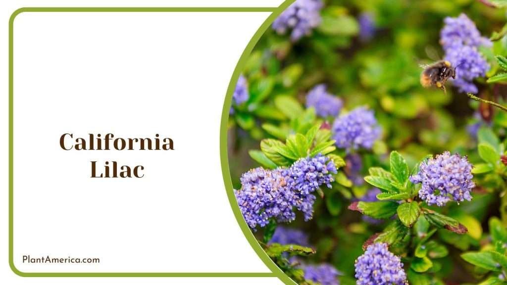 16 Flowering Trees in California to Plant in Your Backyard - Plant America