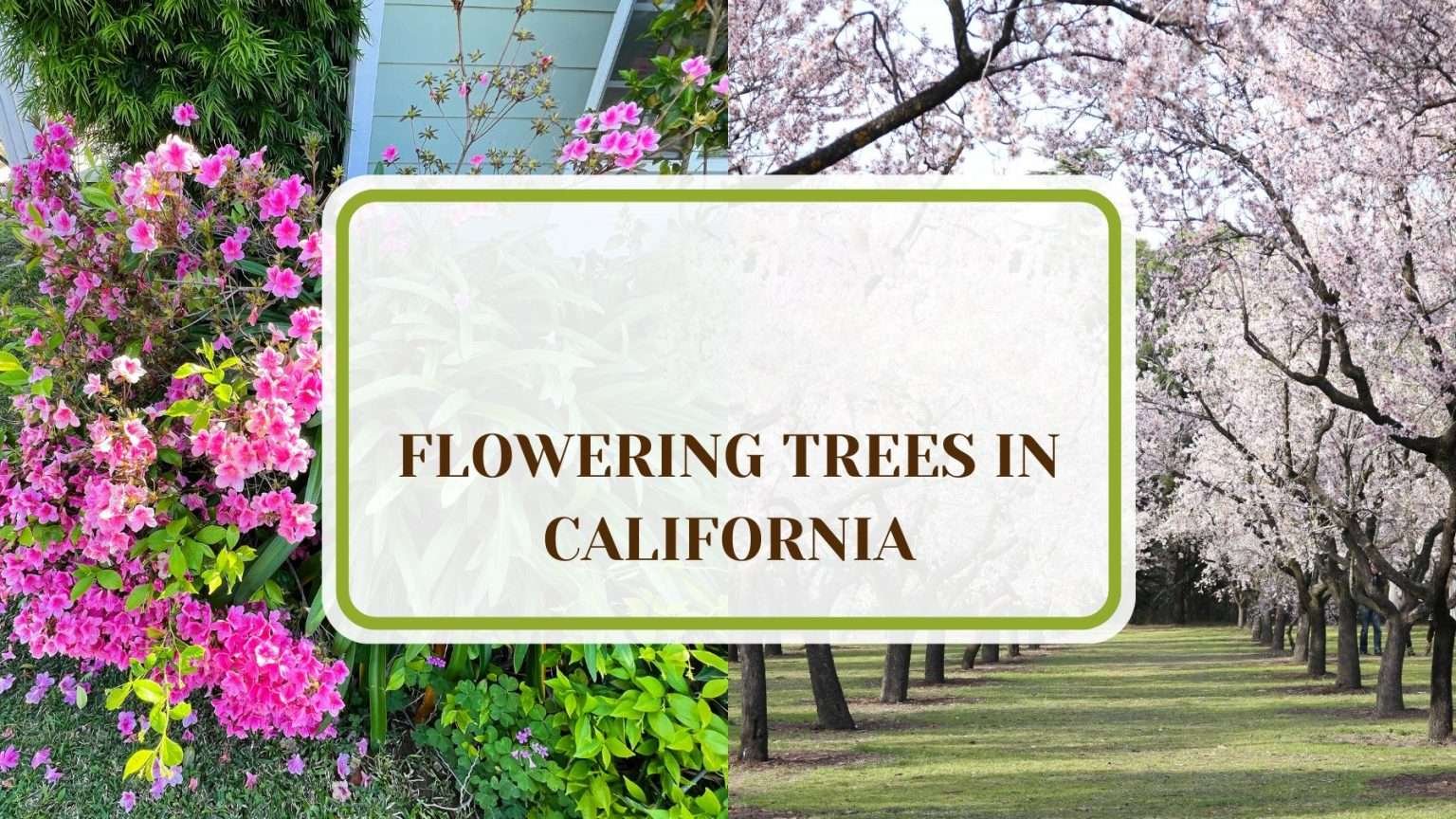 16 Flowering Trees in California to Plant in Your Backyard - Plant America