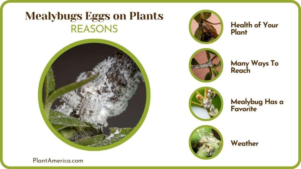 Mealybugs Eggs on Plants: Know the Causes and Easy Solutions - Plant ...