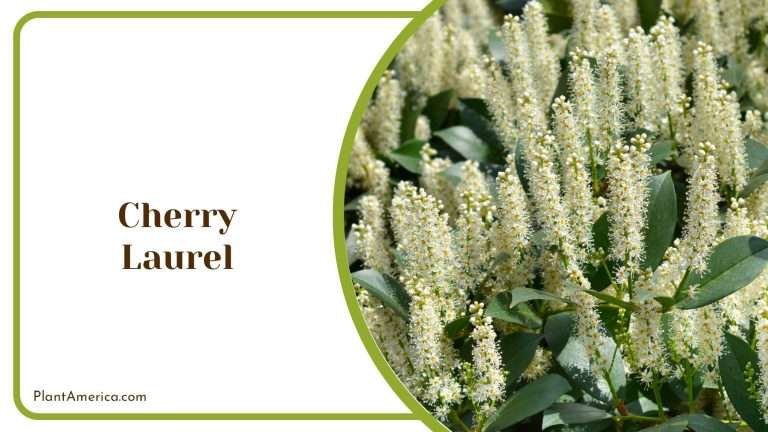 17 Best Florida Hedge Plants for Privacy and Beauty - Plant America