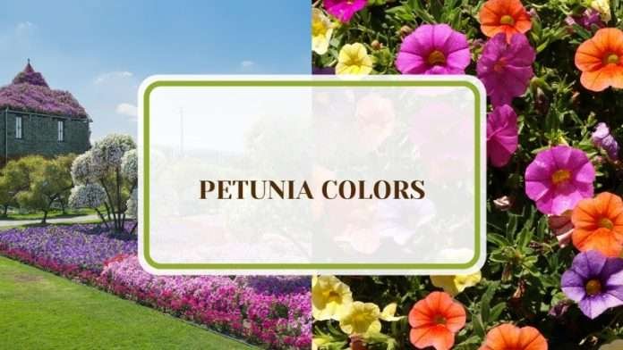 23 Petunia Colors Perfect for Your Stunning Summer Garden - Plant America