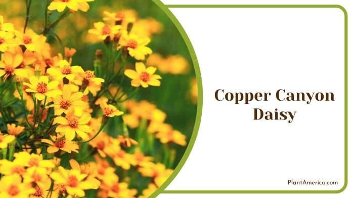 19 Texas Native Plants for a Beautiful, Eco-friendly Yard - Plant America