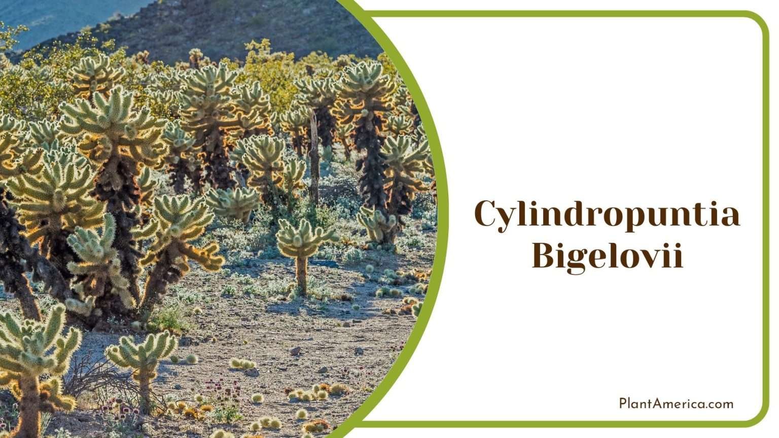 13 Types of Cactus In the Dessert that Will Thrive in Arid Land - Plant ...