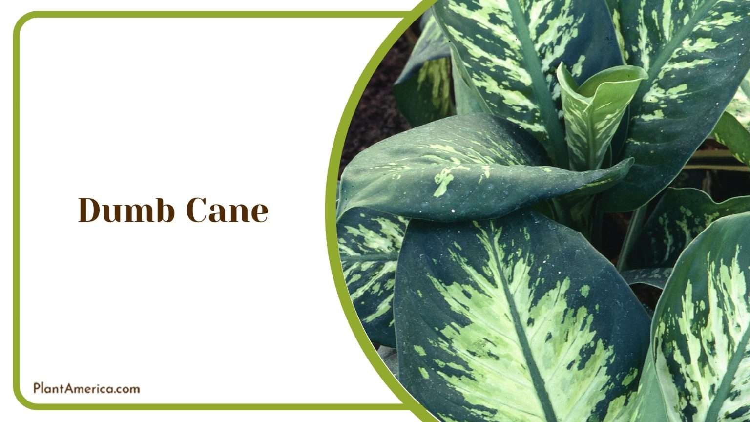 25 Tropical Plant Leaves Easy and Perfect For Beginners - Plant America