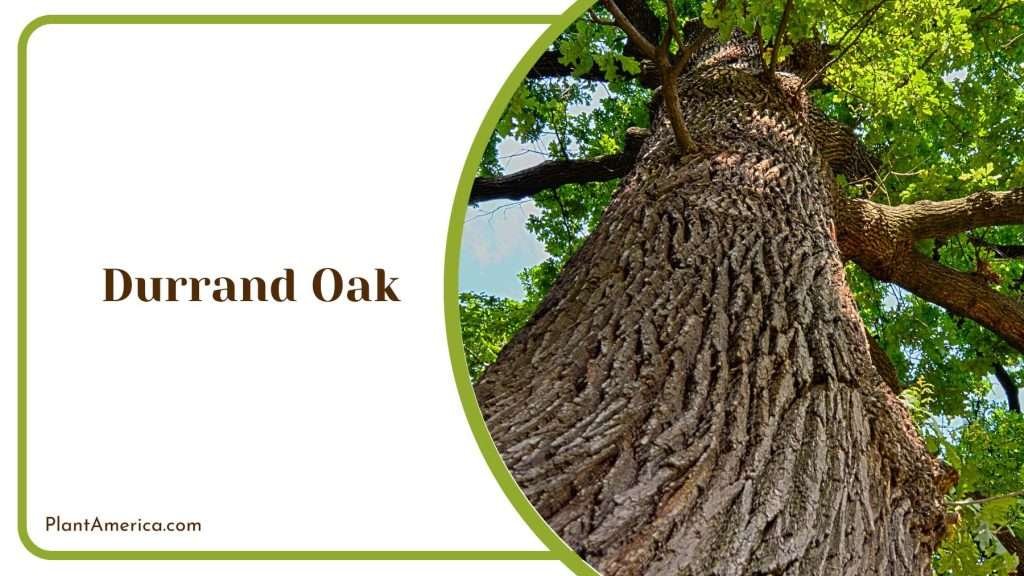 18 Acorn Trees To Consider for Your Yard and Garden - Plant America