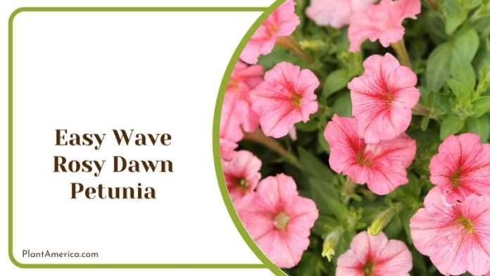 23 Petunia Colors Perfect for Your Stunning Summer Garden - Plant America