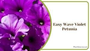 23 Petunia Colors Perfect for Your Stunning Summer Garden - Plant America