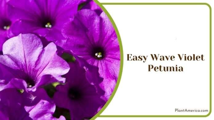 23 Petunia Colors Perfect for Your Stunning Summer Garden - Plant America