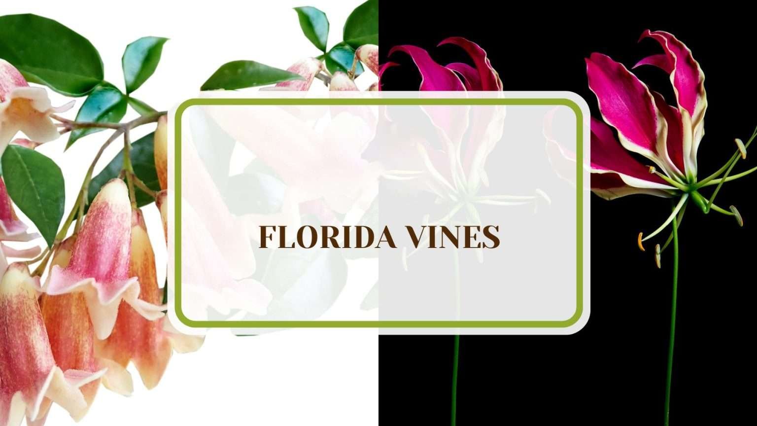 15 Florida Vines to Transform Your Outdoor Space Into An Oasis - Plant ...