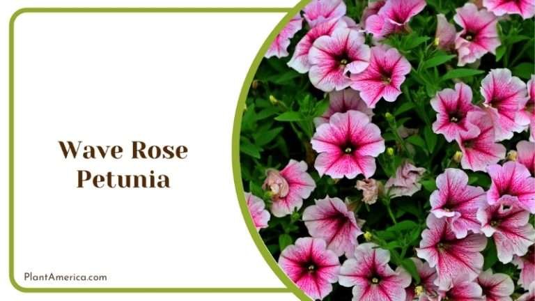 23 Petunia Colors Perfect for Your Stunning Summer Garden - Plant America