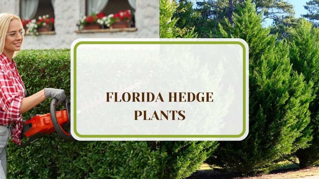 17 Best Florida Hedge Plants for Privacy and Beauty - Plant America