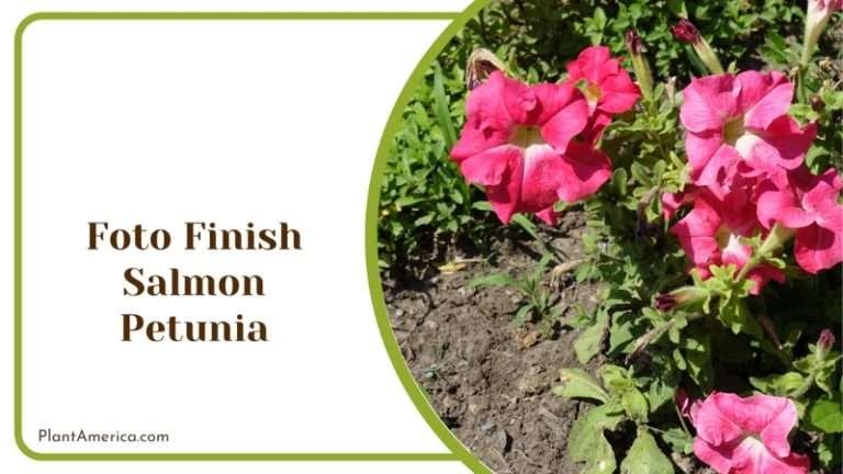 23 Petunia Colors Perfect for Your Stunning Summer Garden - Plant America