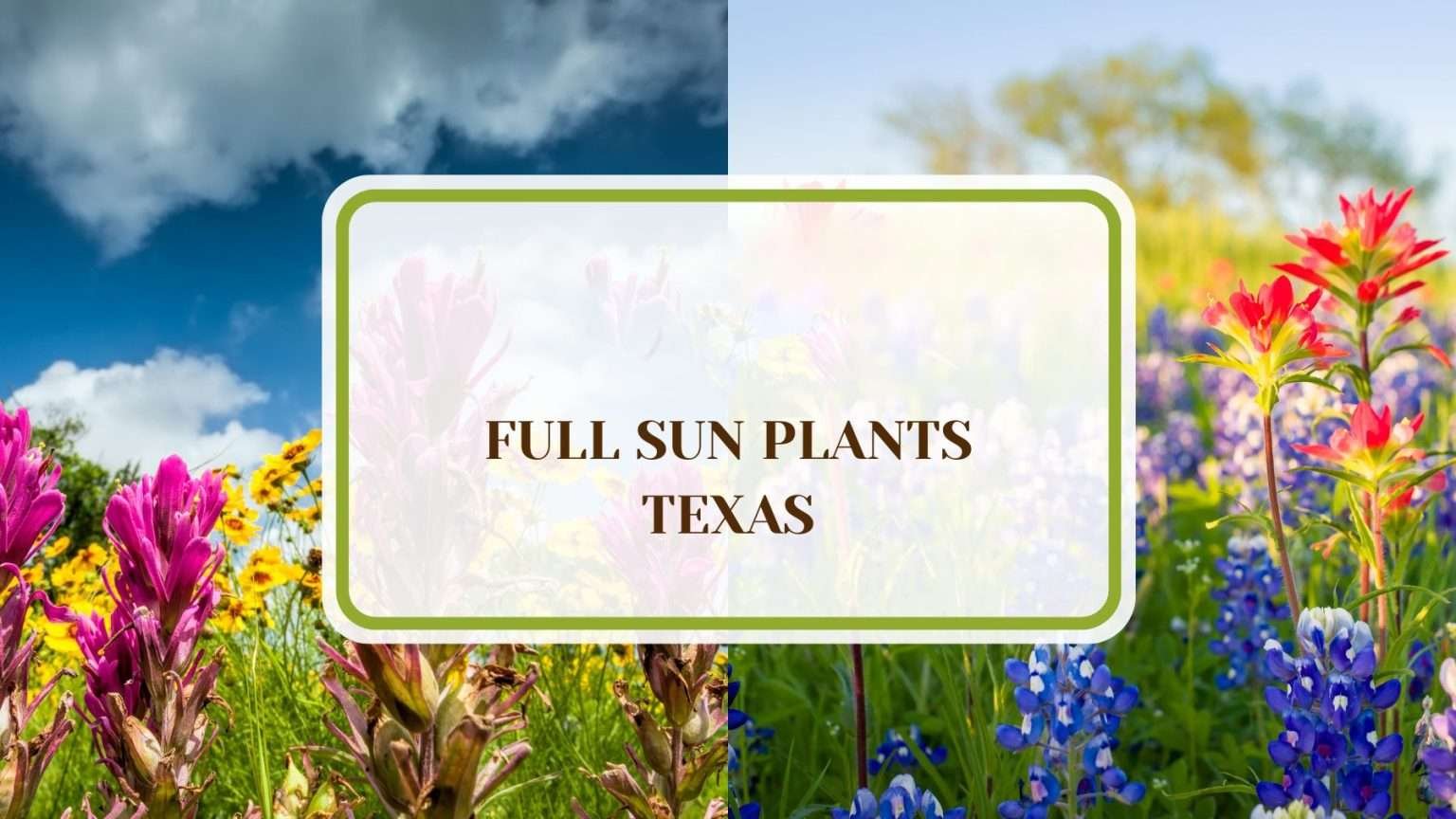 15 Full Sun Plants Texas that Love Gardens With Direct Sunlight - Plant ...