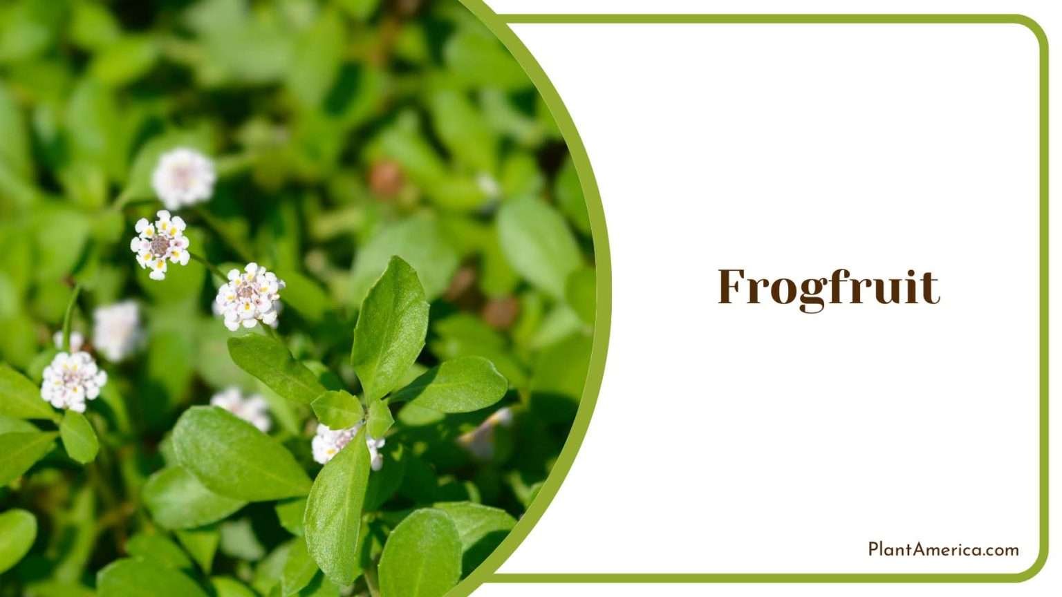 19 Texas Native Plants for a Beautiful, Eco-friendly Yard - Plant America