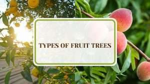 22 Types of Fruit Trees You Should Consider for Your Orchard - Plant ...