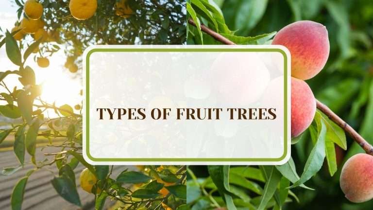 22 Types of Fruit Trees You Should Consider for Your Orchard - Plant ...