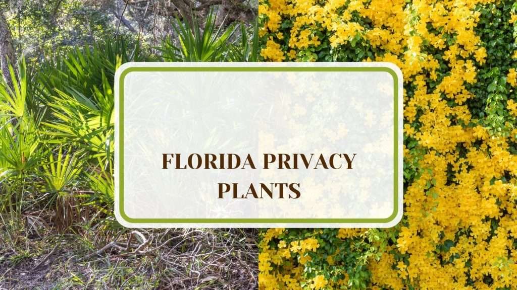 15 Florida Privacy Plants That Beautifully Offer Maximum Boundary ...